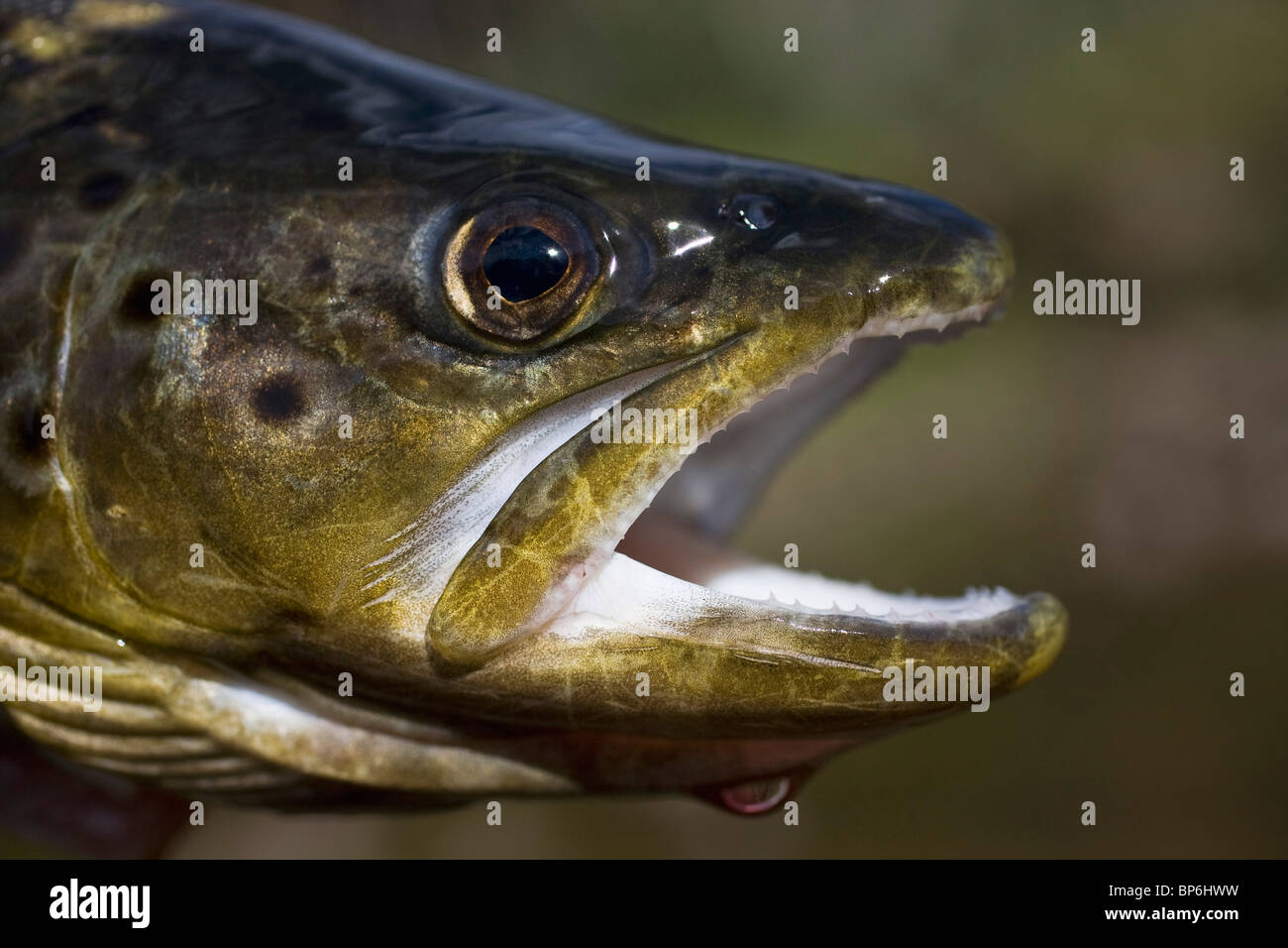 Detail of a trout fish Stock Photo - Alamy