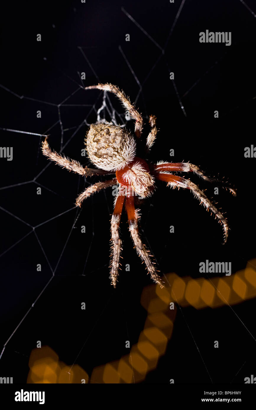 A spider in a web at night Stock Photo - Alamy