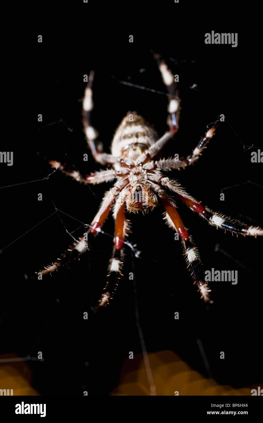A spider in a web at night Stock Photo - Alamy