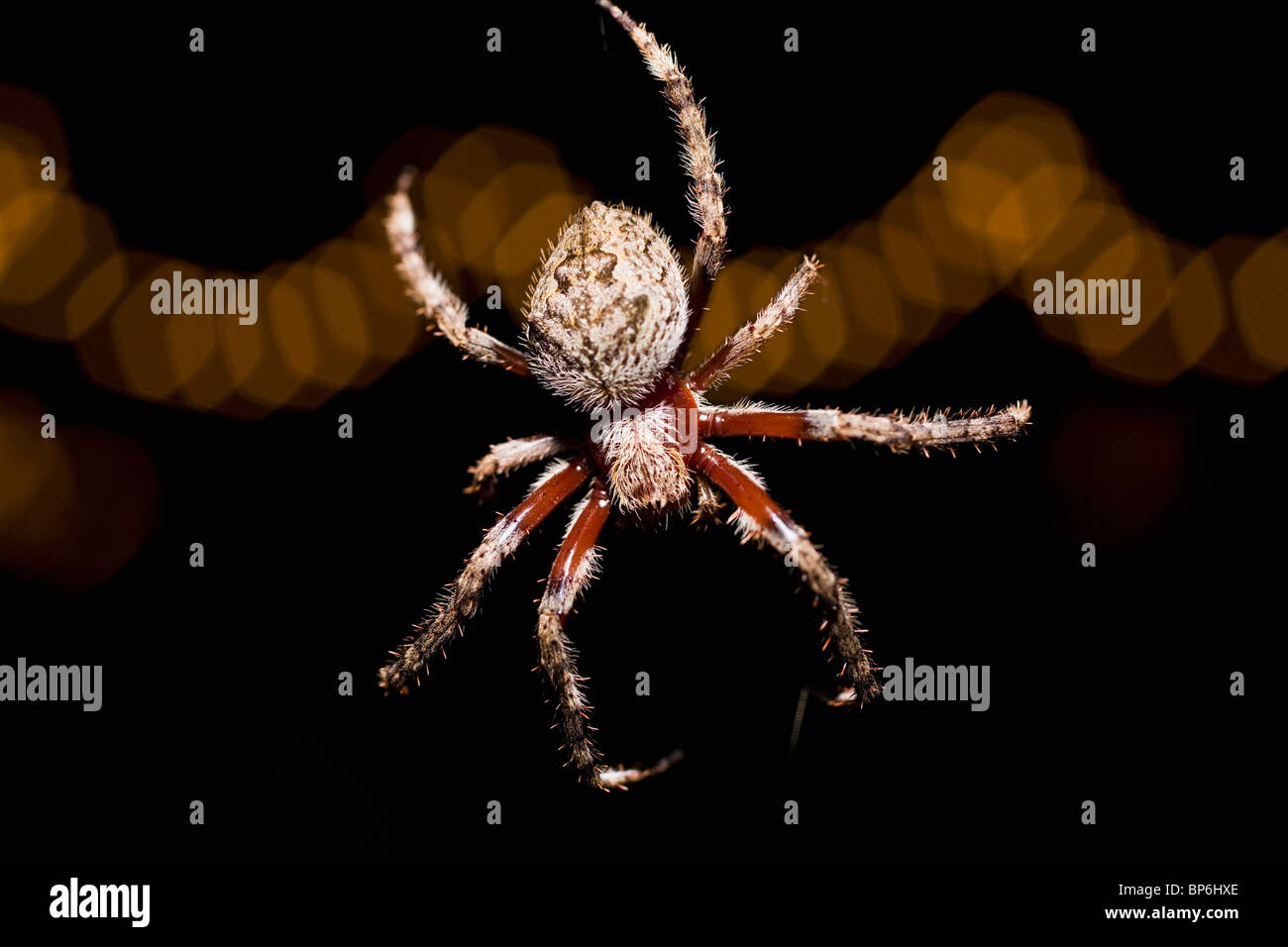 Lit spider night hi-res stock photography and images - Alamy