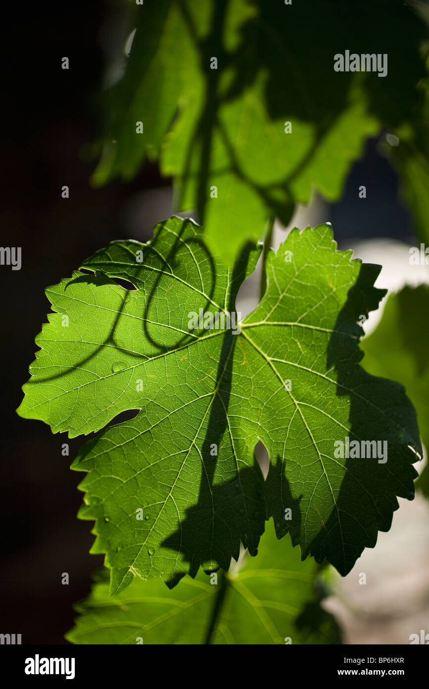 Detail of a leaf on a grape vine Stock Photo - Alamy