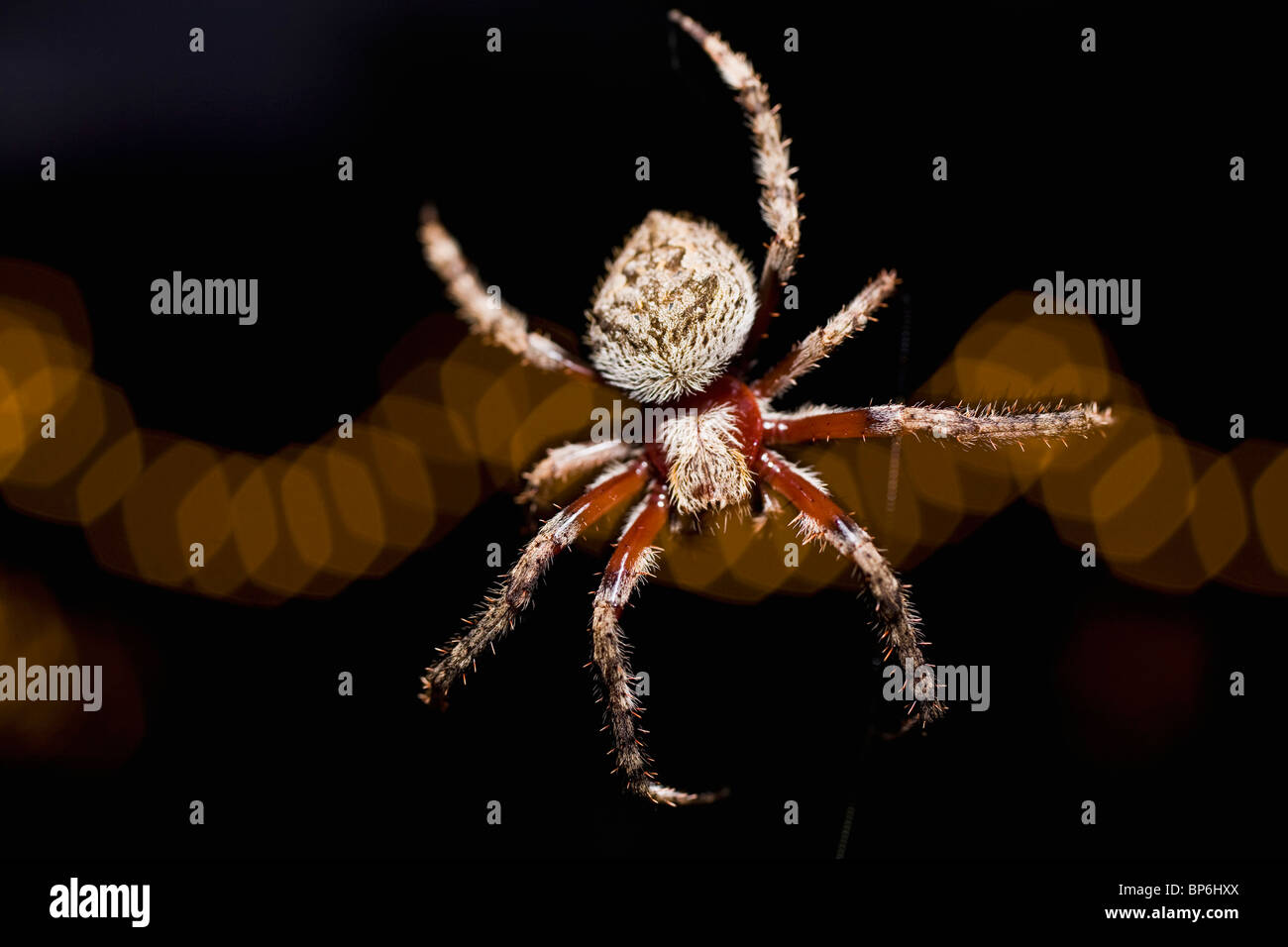 Night spider hi-res stock photography and images - Alamy