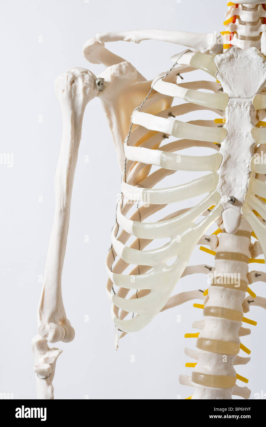 Skeleton model hi-res stock photography and images - Alamy