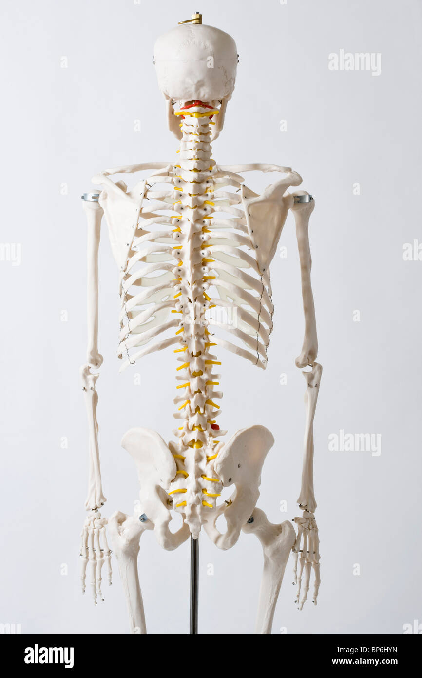 Rear view of an anatomical skeleton model Stock Photo - Alamy