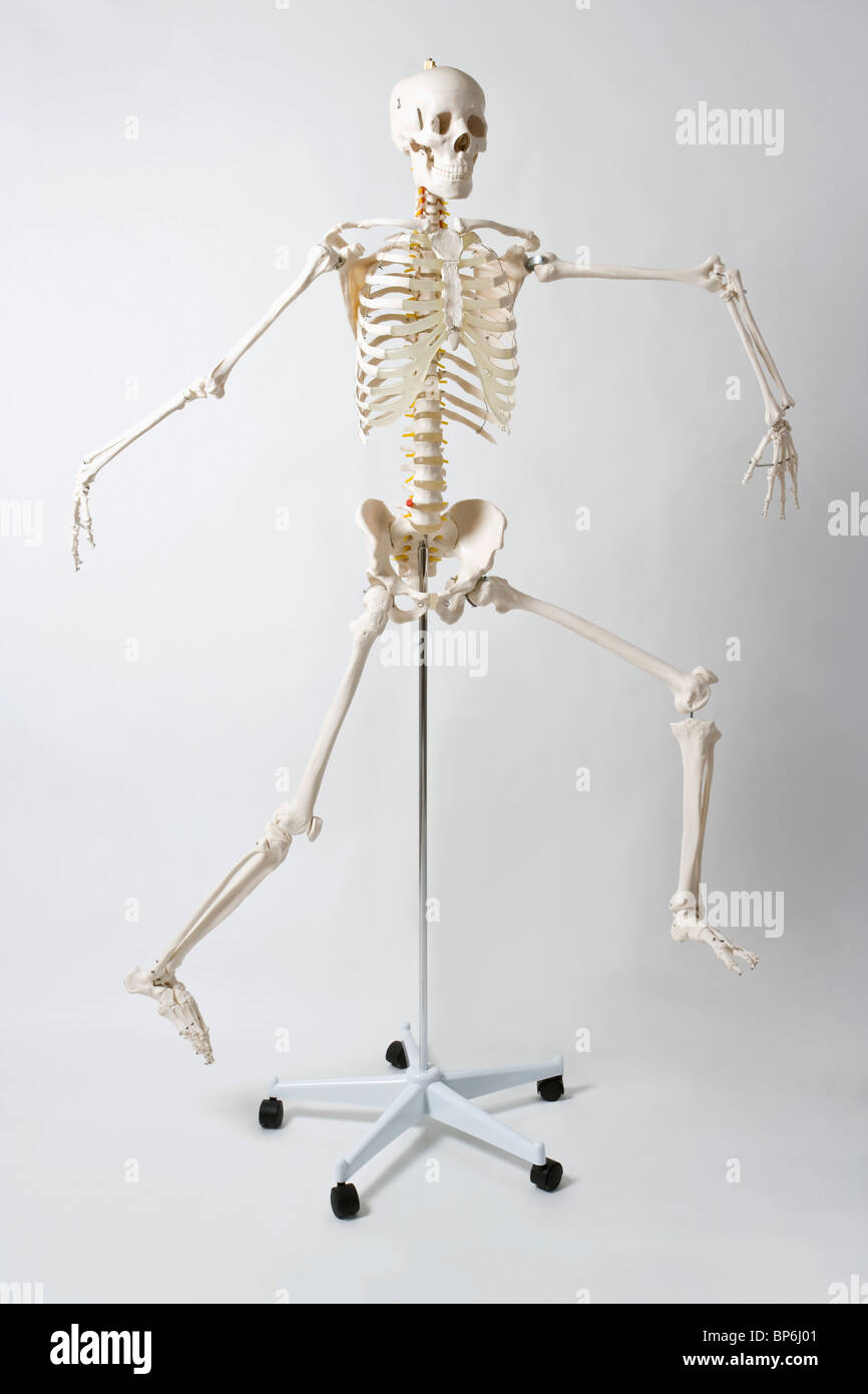 Human Body Skeleton Jumping High Resolution Stock Photography and ...