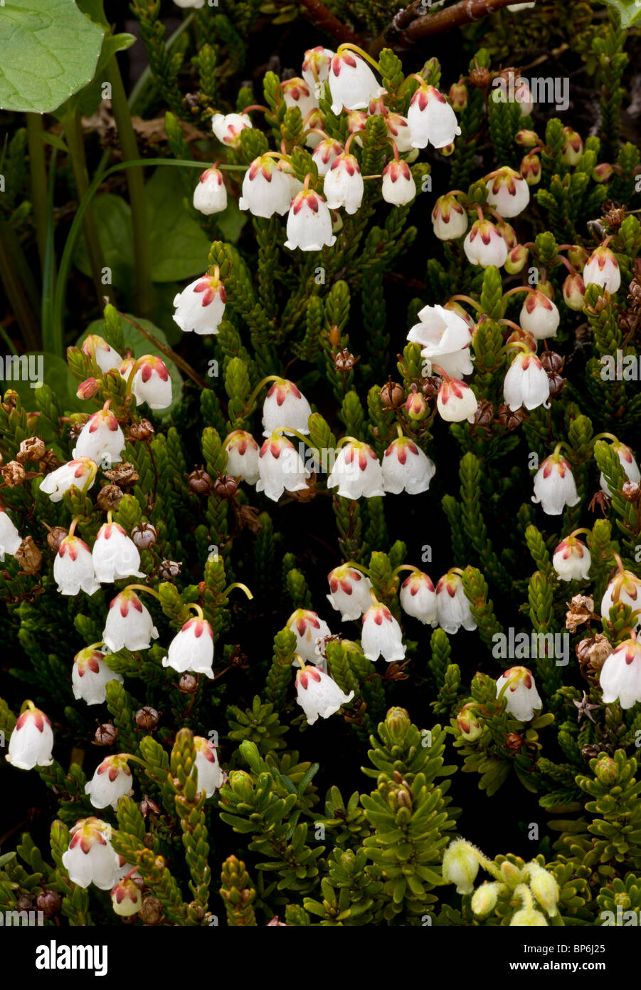 White Mountain-Heather, Cassiope mertensiana in masses, high tundra in ...