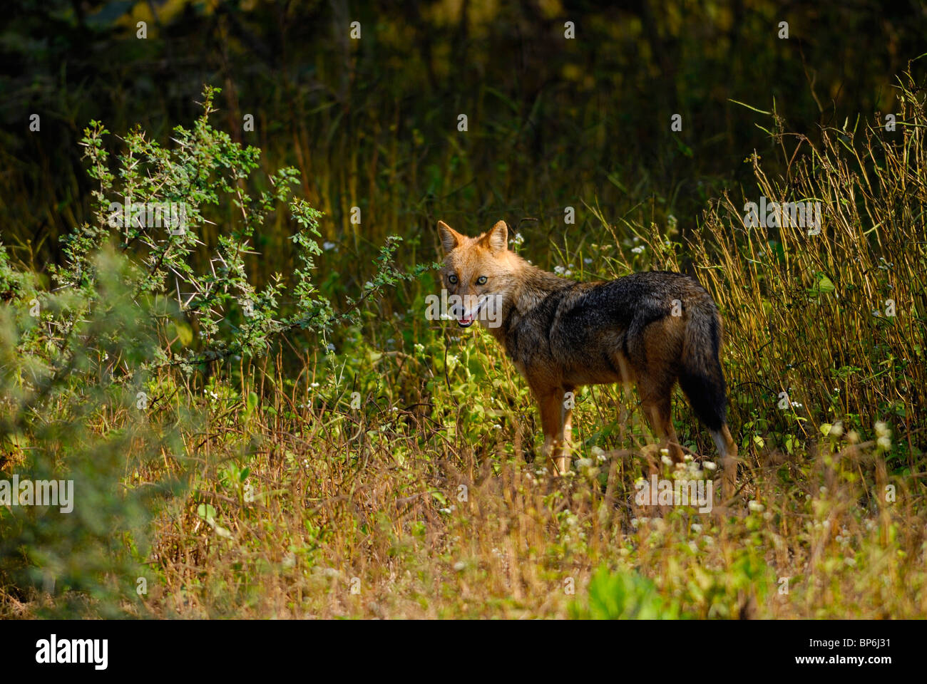 Indian Jackal Canis aureus Stock Photo - Alamy