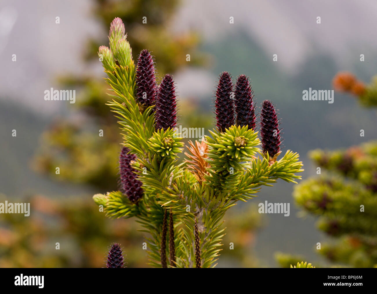 Subalpine Fir, Abies bifolia, young female cones; Banff National Park ...