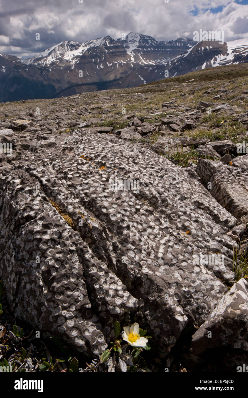 Mountain Avens among Fossil coral on Parker Ridge, Banff National Park ...