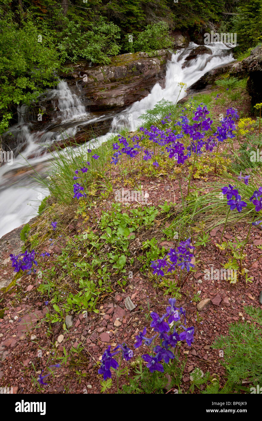 Mass of Low Larkspur, Delphinium bicolor, by waterfall on Rowe Creek ...