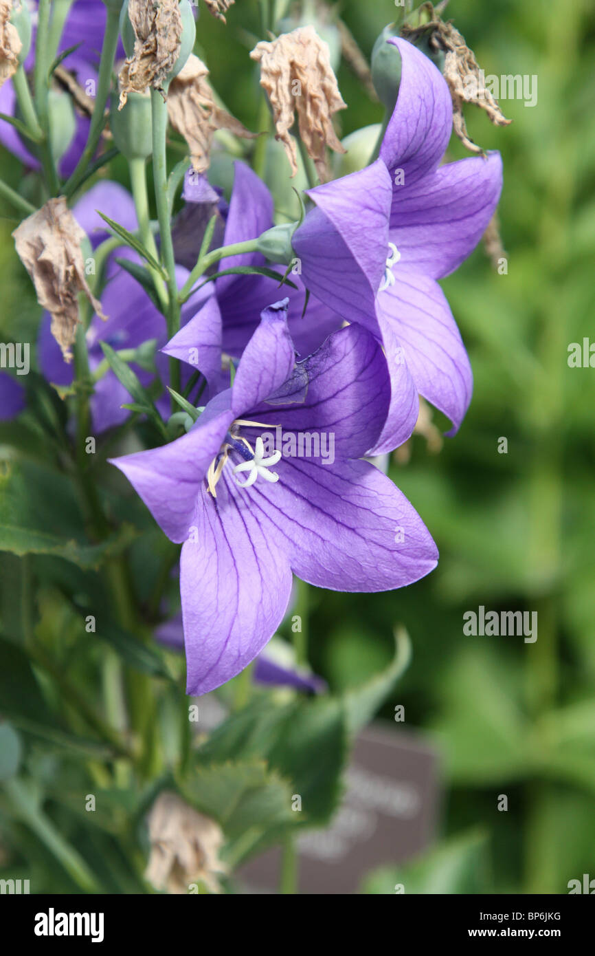 balloon flower platycodon grandiflorus astra double blue Stock Photo ...