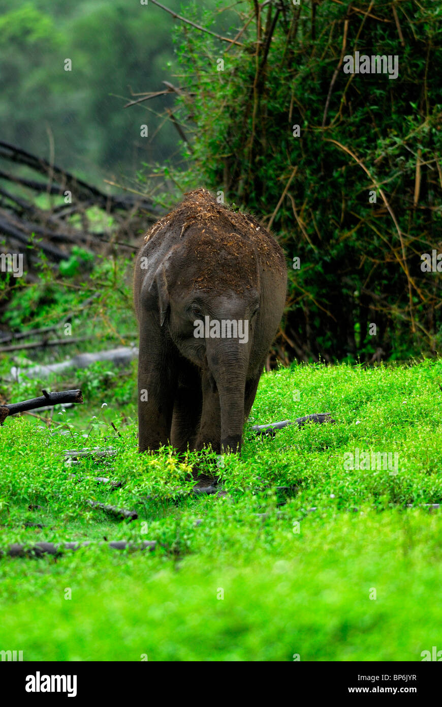 Elephant eating greenery hi-res stock photography and images - Alamy