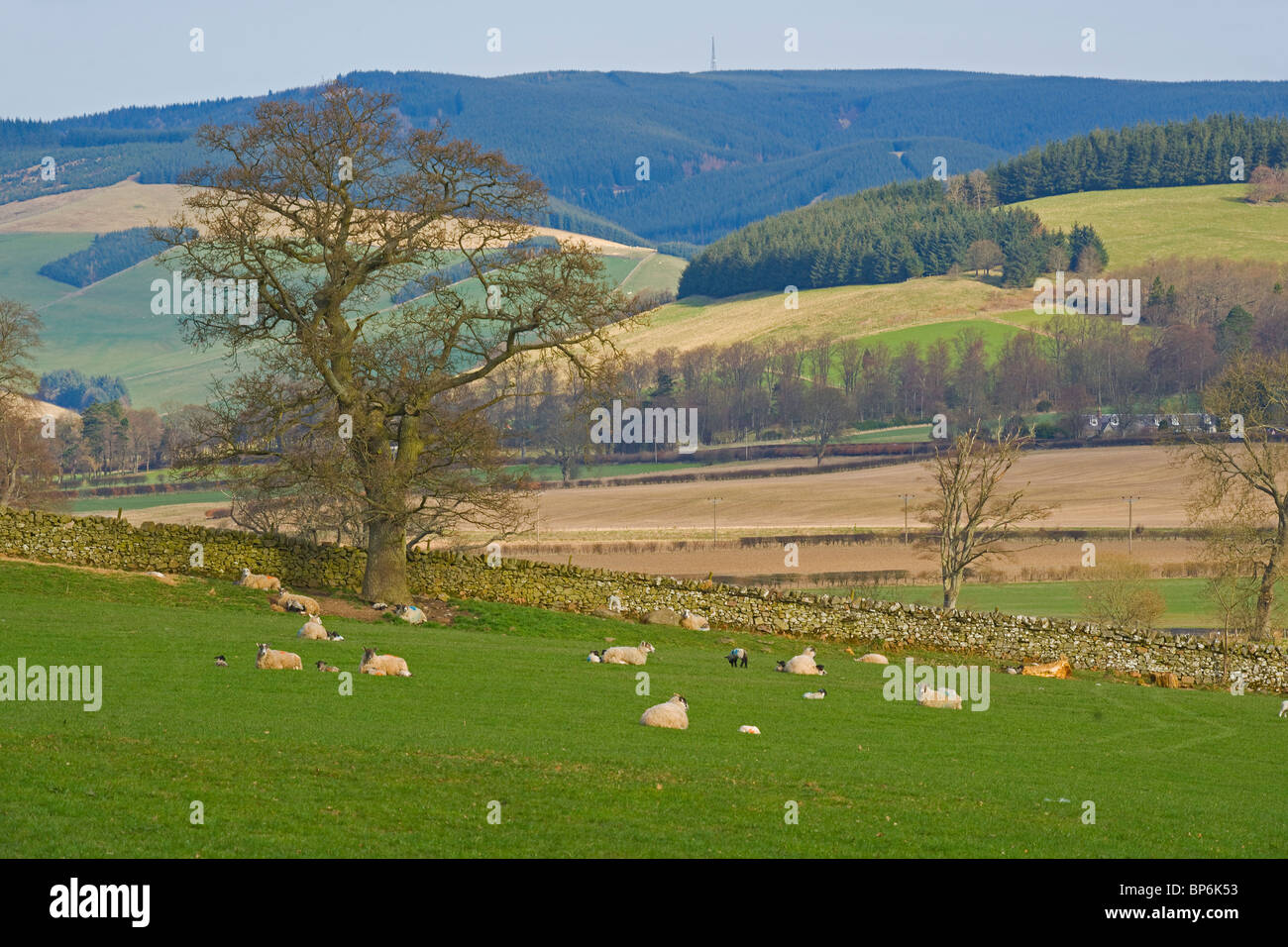 Spring landscape near Peebles, lambs, Borders Region, Scotland Stock ...