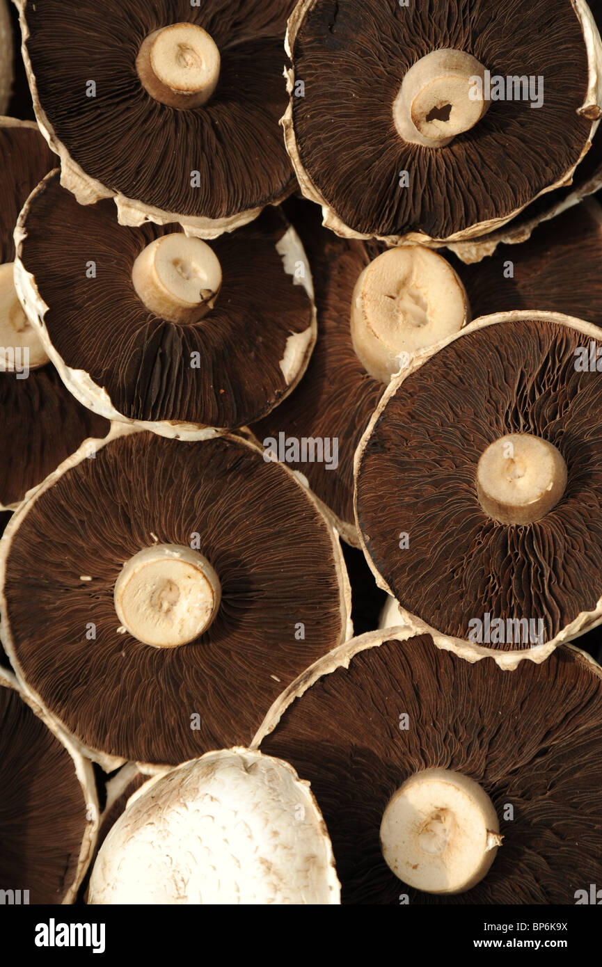 Mushrooms open gills hi-res stock photography and images - Alamy
