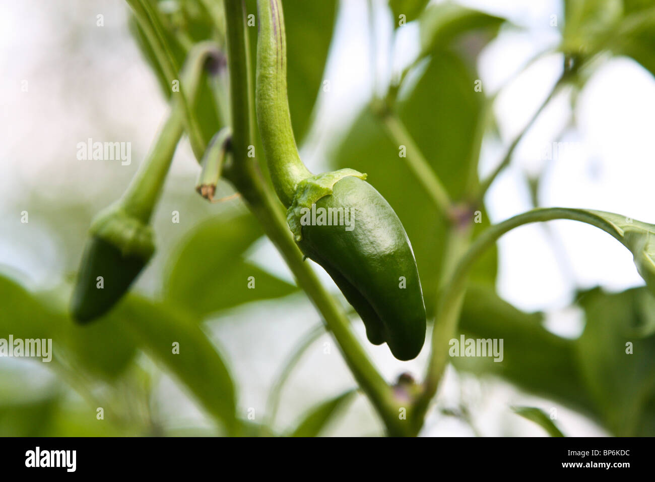 Peperoni hi-res stock photography and images - Alamy