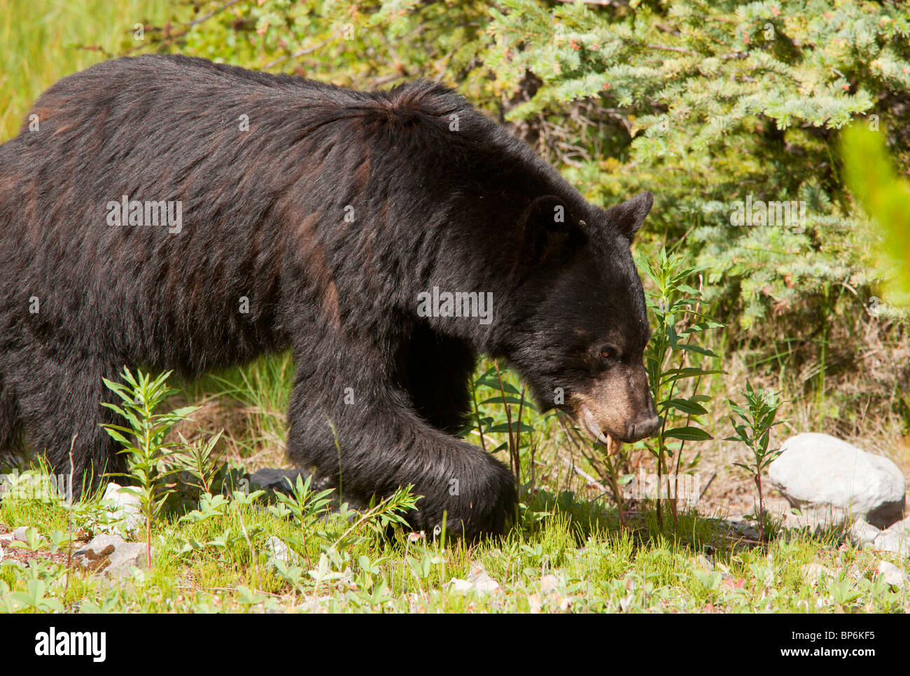 American black bear, Ursus americanus, in Banff National Park, Rockies ...