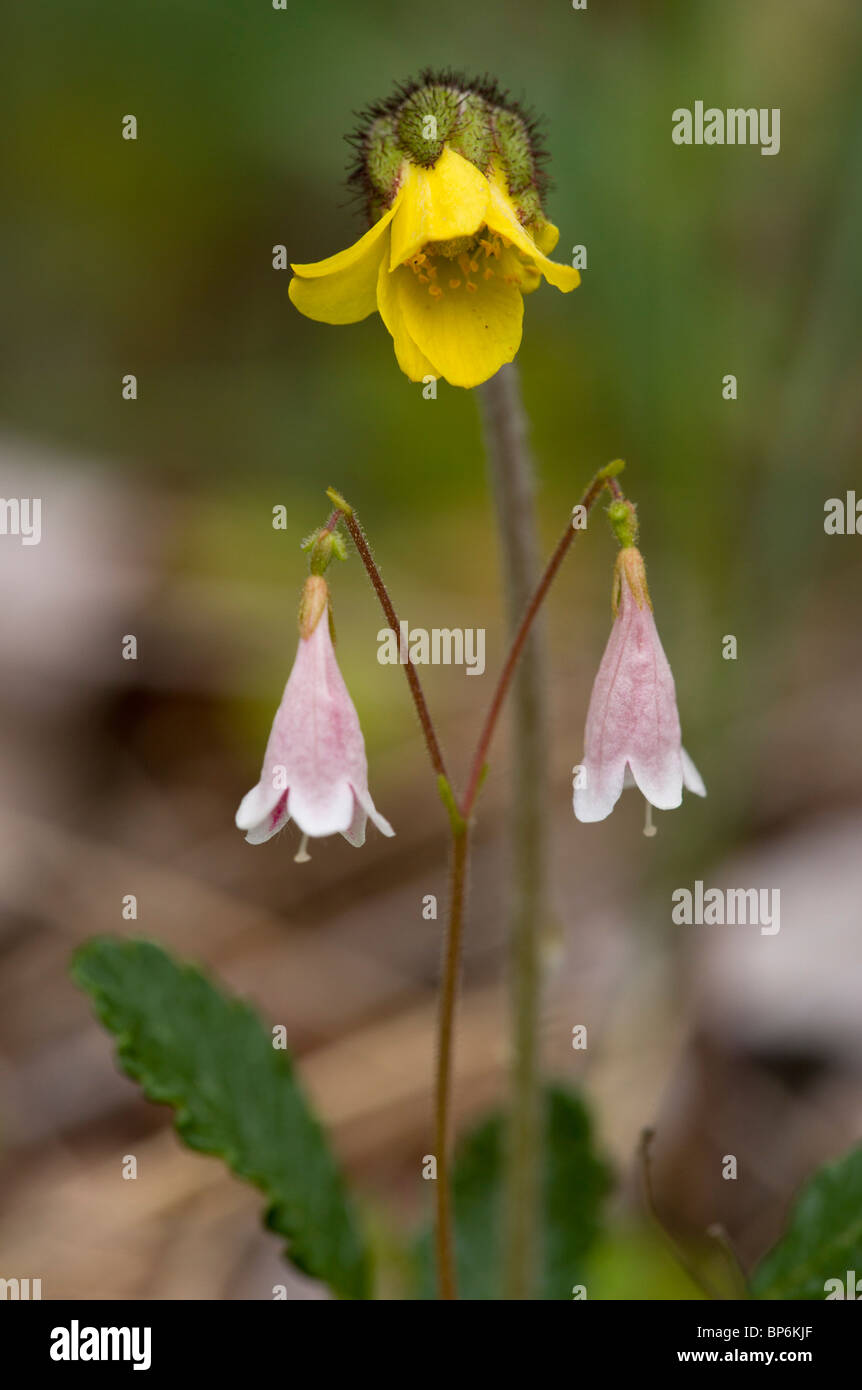 Yellow Mountain-Avens, Dryas drummondii in flower, with twinflower ...