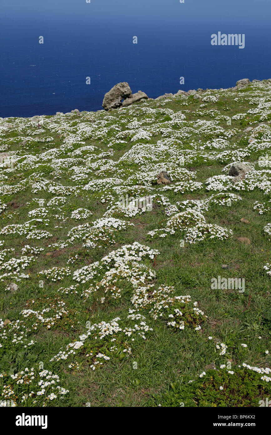 Meadow by sea hi-res stock photography and images - Alamy