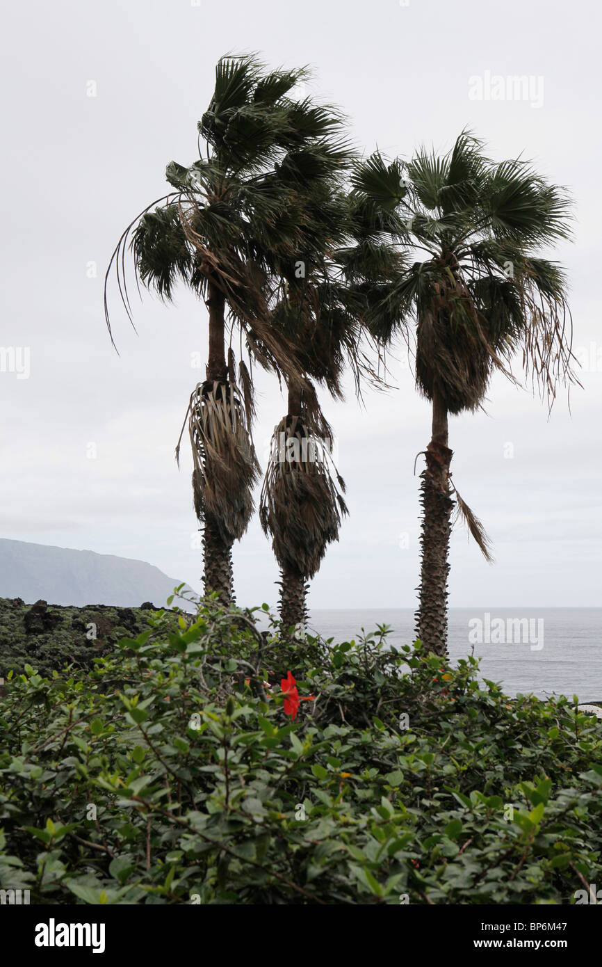 Palm trees by the sea Stock Photo - Alamy
