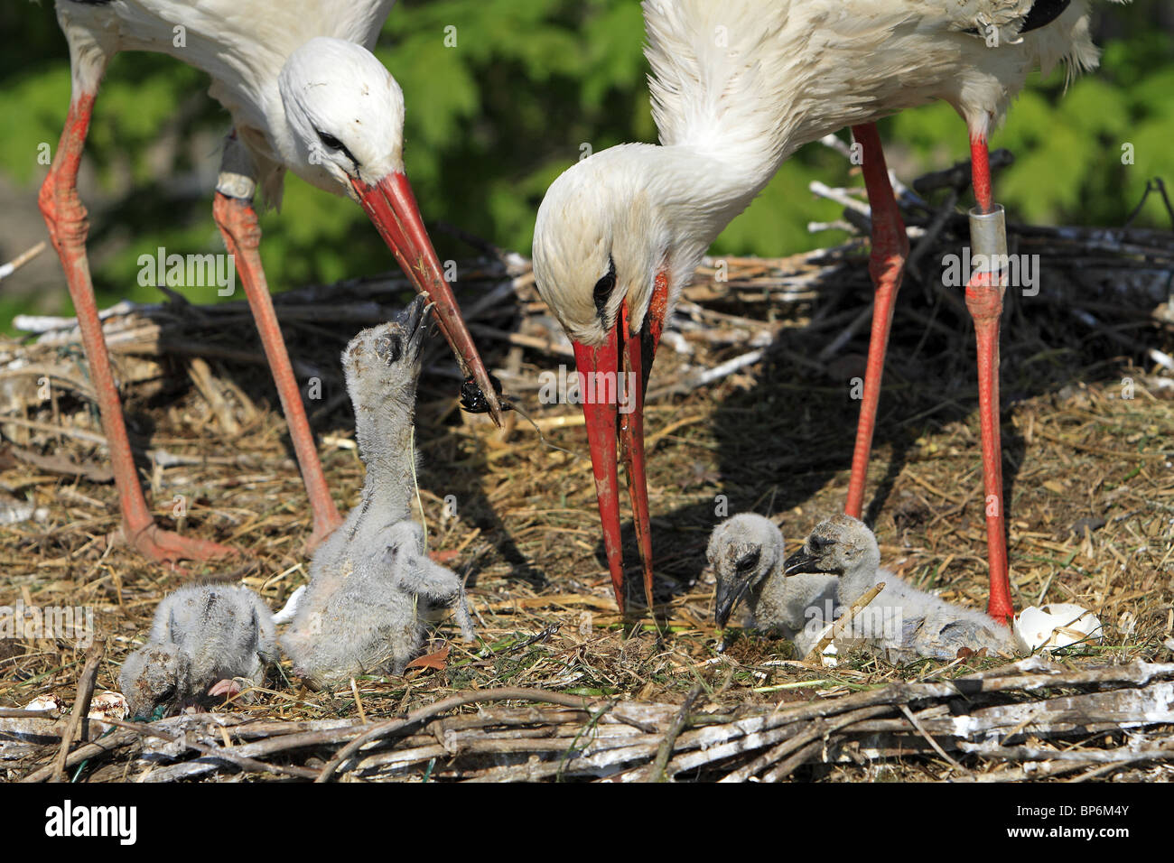 European White Stork (Ciconia ciconia). Parents feeding chicks in nest ...