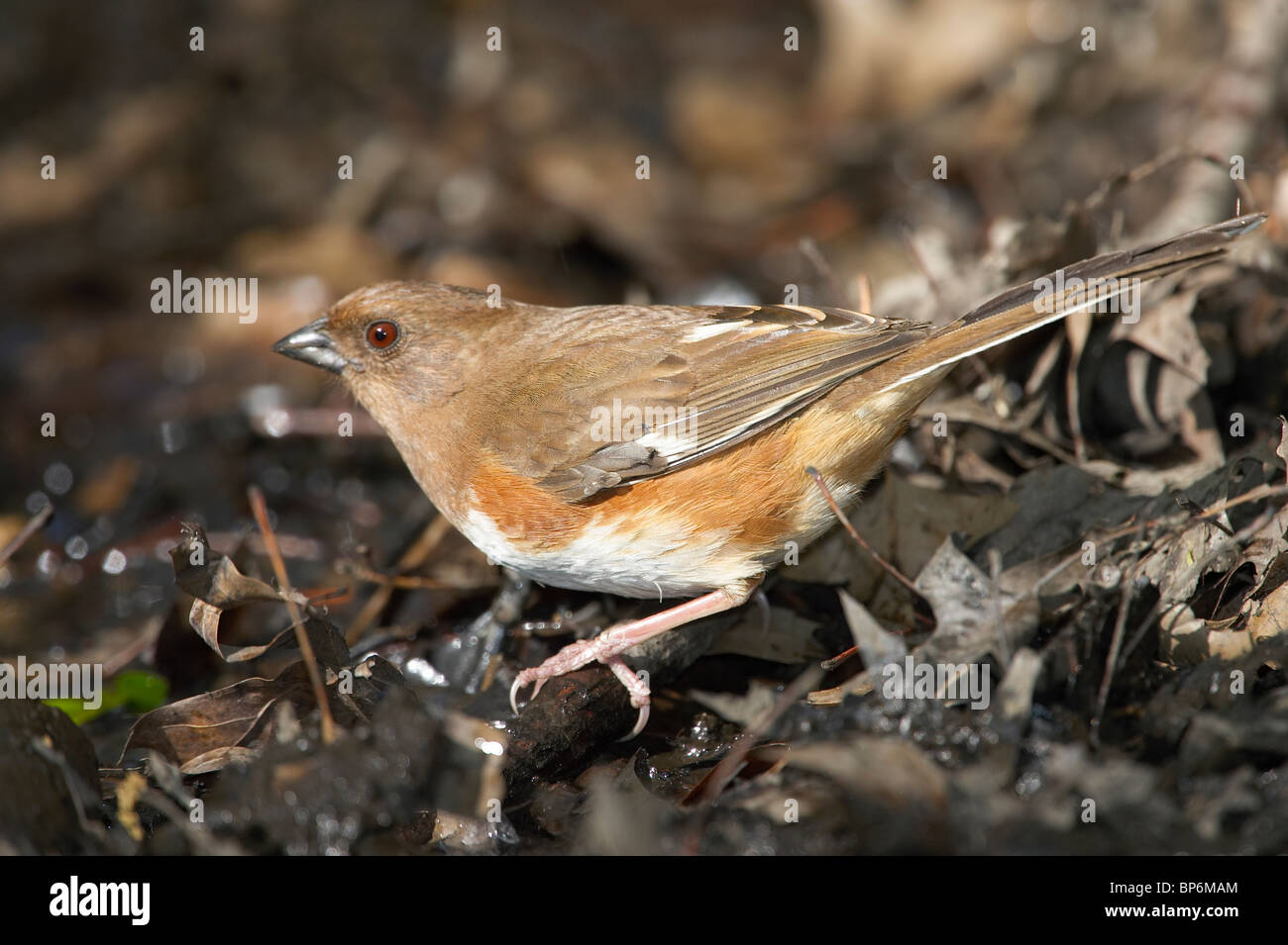 Female Eastern Towhee in Foraging in Leaf Litter Stock Photo - Alamy