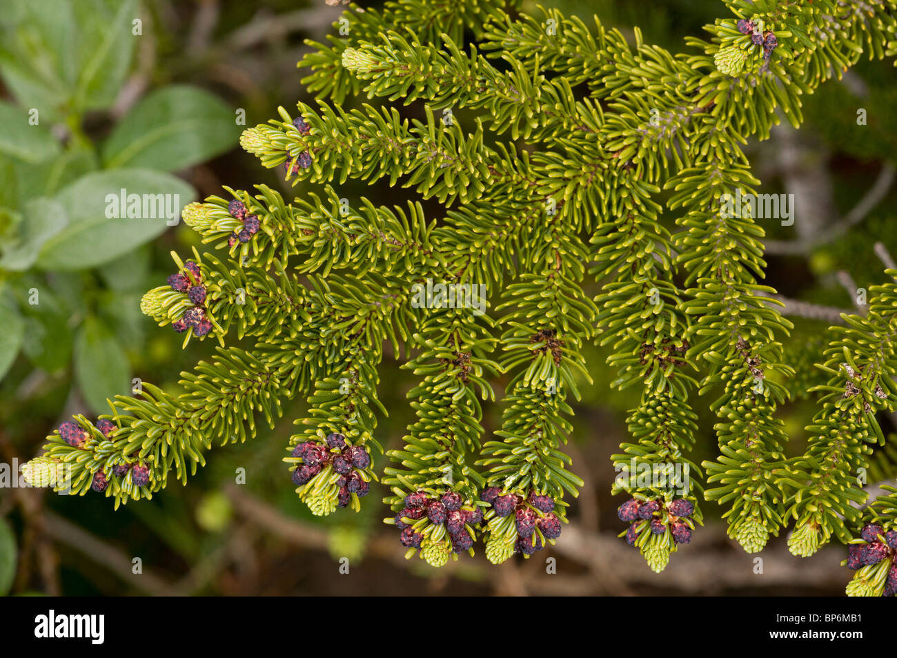 Subalpine Fir, Abies bifolia, young foliage needles; Banff National ...
