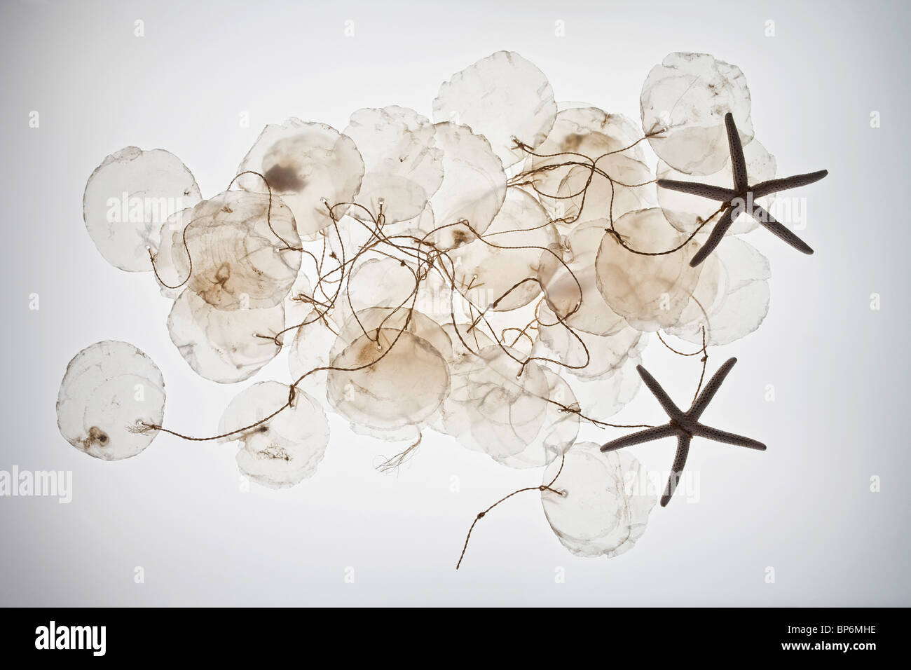 Capiz shells and starfish tied together with string Stock Photo - Alamy