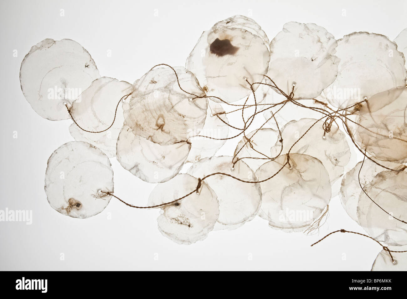 Capiz shells tied together with string Stock Photo - Alamy