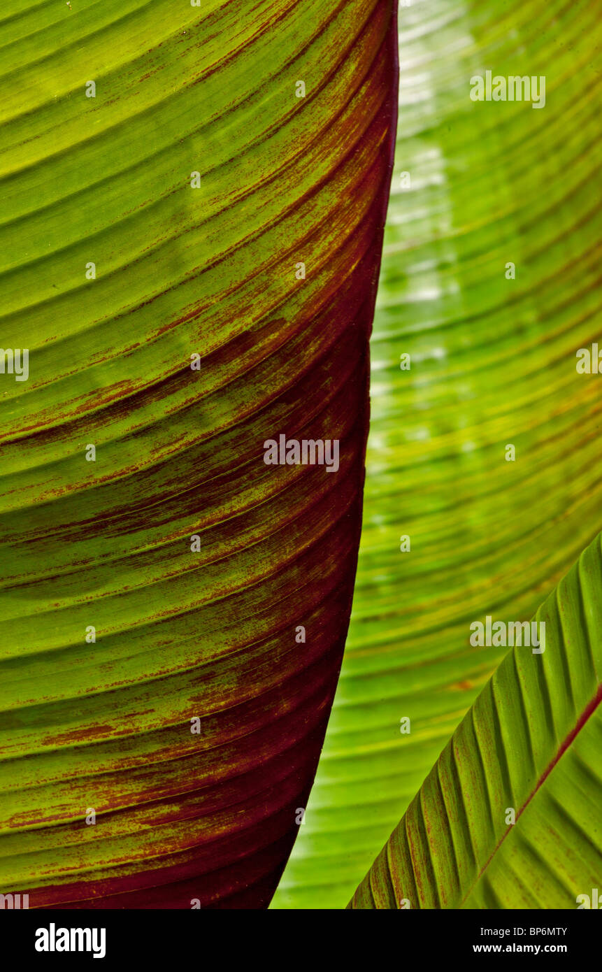 Banana plant in close-up showing texture,lines and patterns Stock Photo ...