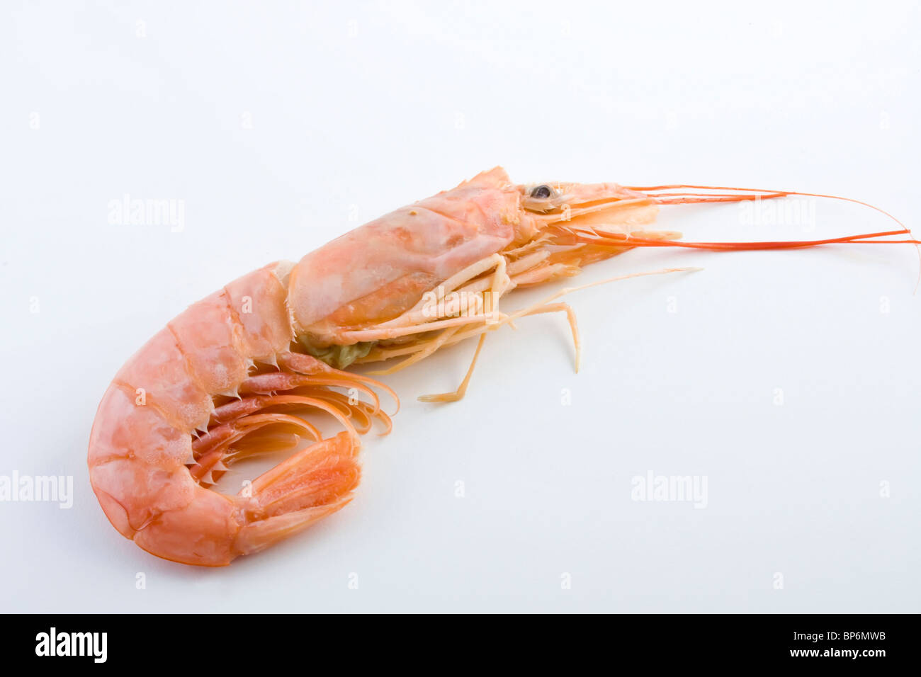 White prawn hi-res stock photography and images - Alamy