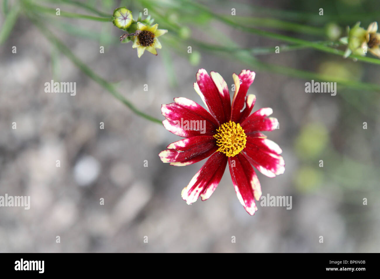 tickseed ruby frost Stock Photo - Alamy