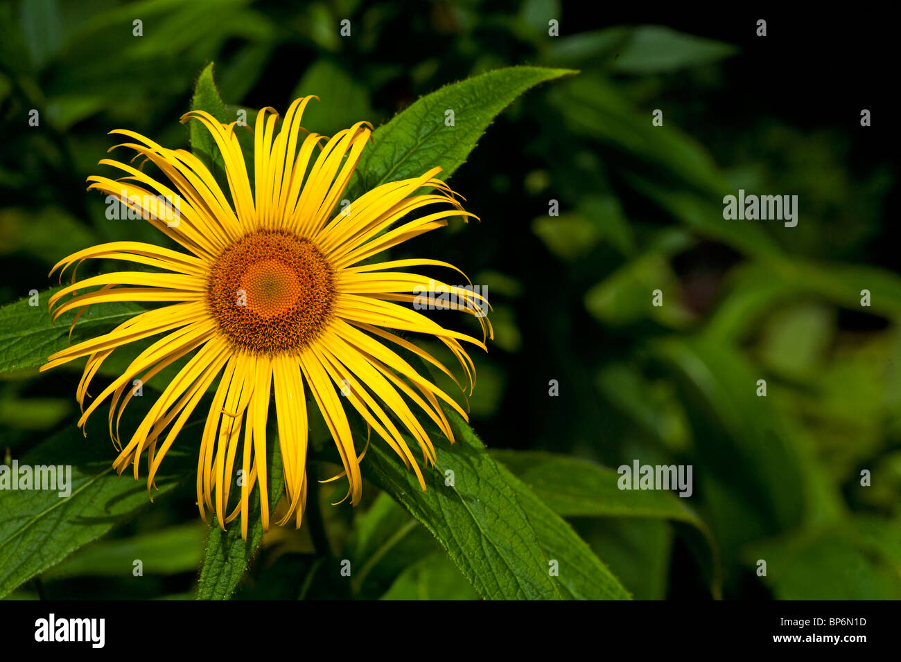 Inula flower head in bright sunlight, Abbotsbury Sub Tropical Gardens ...