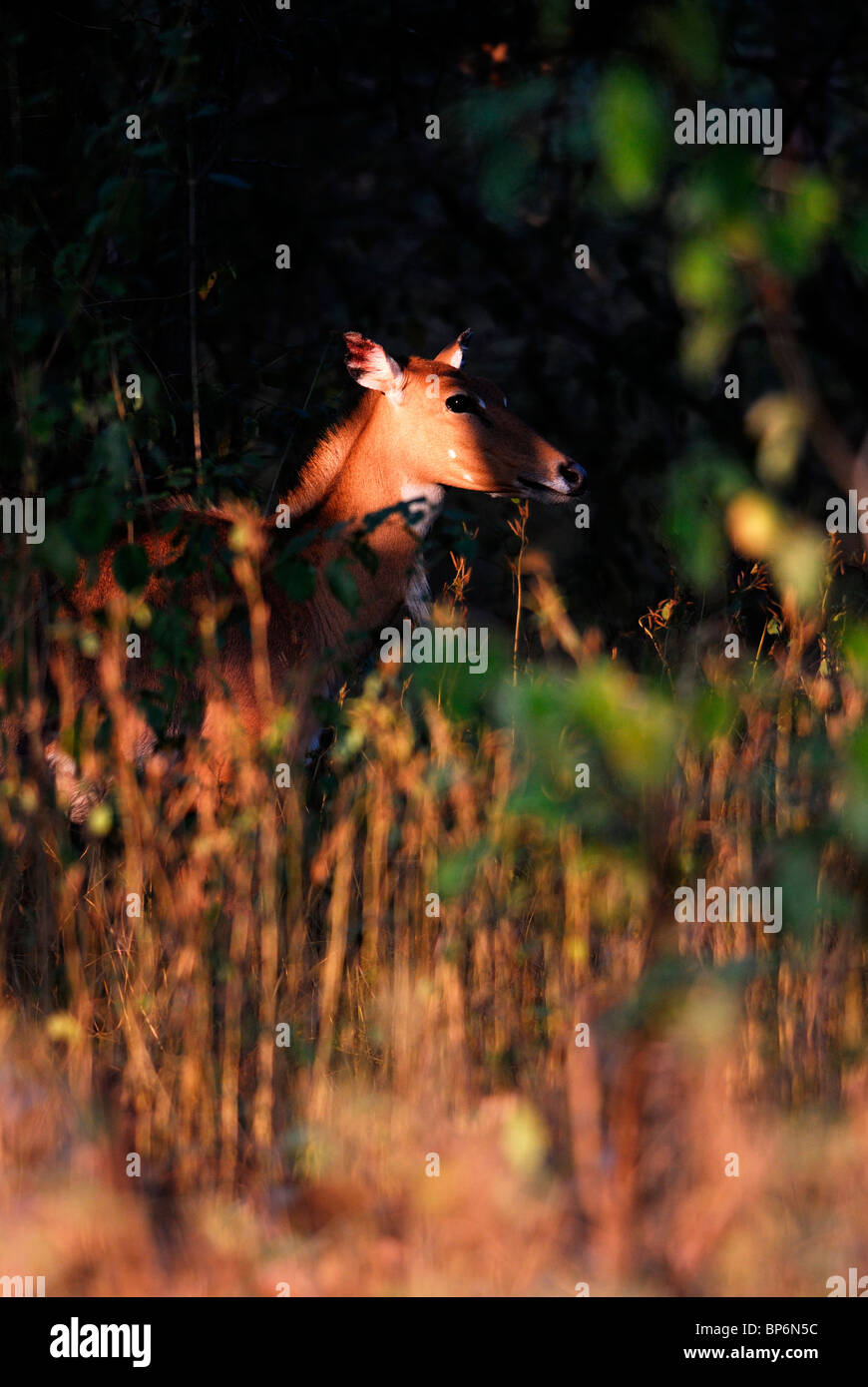 Neelgai antelope Boselaphus tragocamelus Stock Photo - Alamy