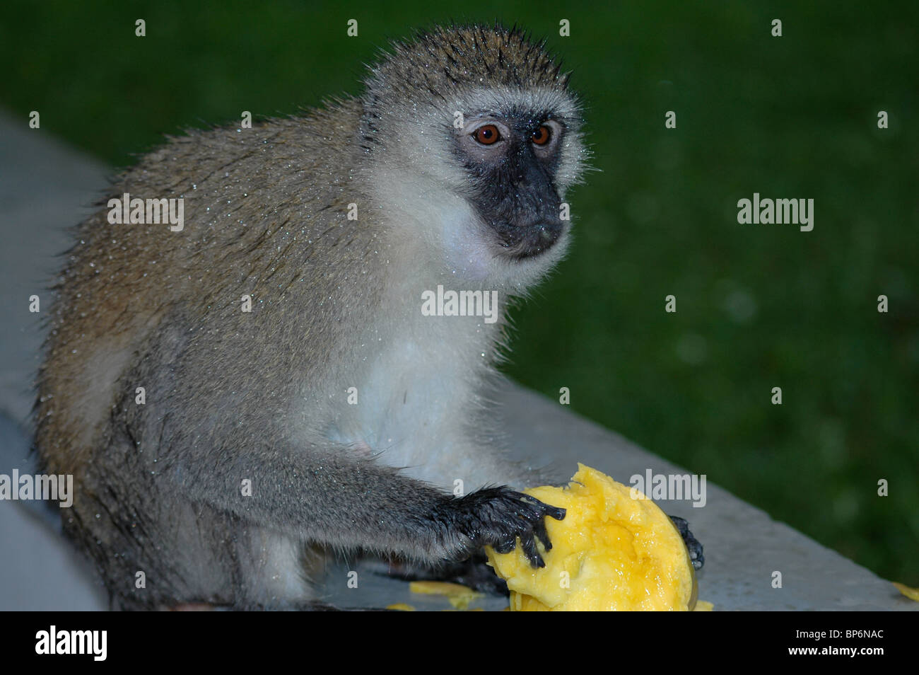 Monkey eating mango hi-res stock photography and images - Alamy