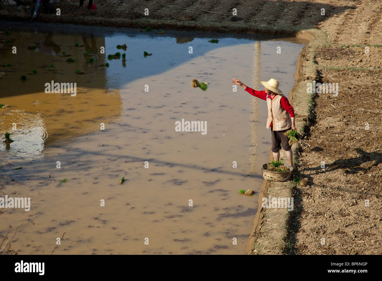Woman planting rice near Kunming, Yunnan Province, China Stock Photo ...