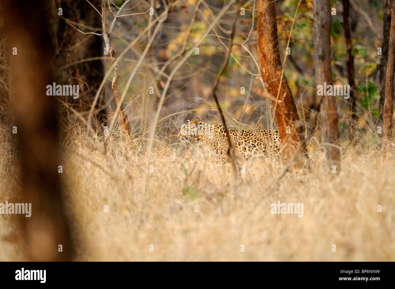 Pench wildlife park hi-res stock photography and images - Alamy