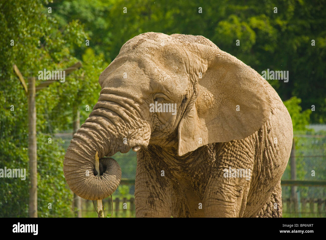 African elephant, Blair Drummond Safari park, Stirling, Stirlingshire ...
