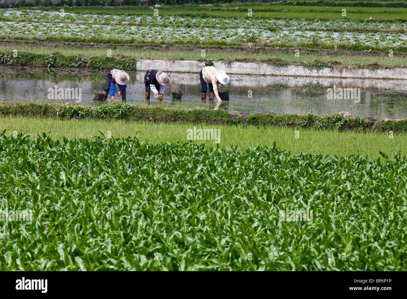 Women planting rice fields in Dali, Yunnan Province, China Stock Photo ...