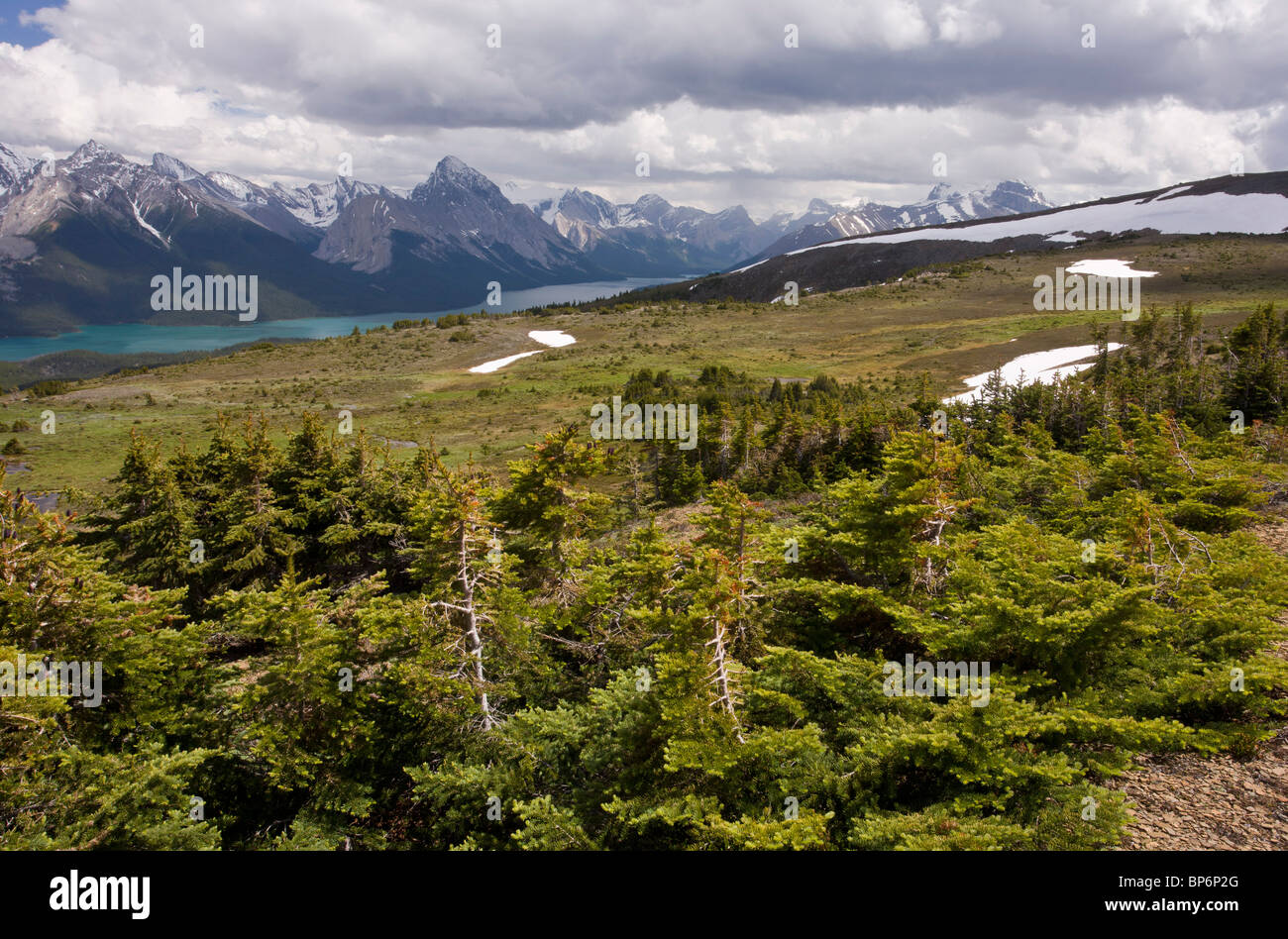 Dwarf Subalpine Fir Krummholz forest at high altitude above Maligne ...