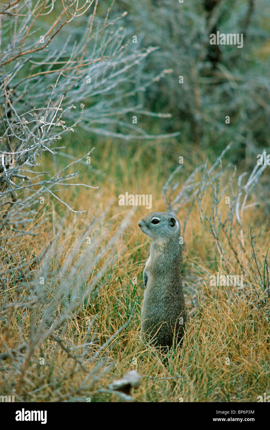 Belding's Ground Squirrel (Urocitellus beldingi), Bodie State Historic ...