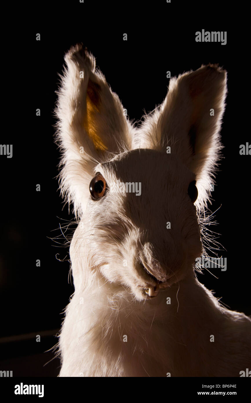 Death rabbit hi-res stock photography and images - Alamy