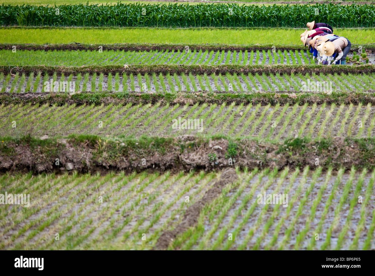 Women planting rice fields in Dali, Yunnan Province, China Stock Photo ...