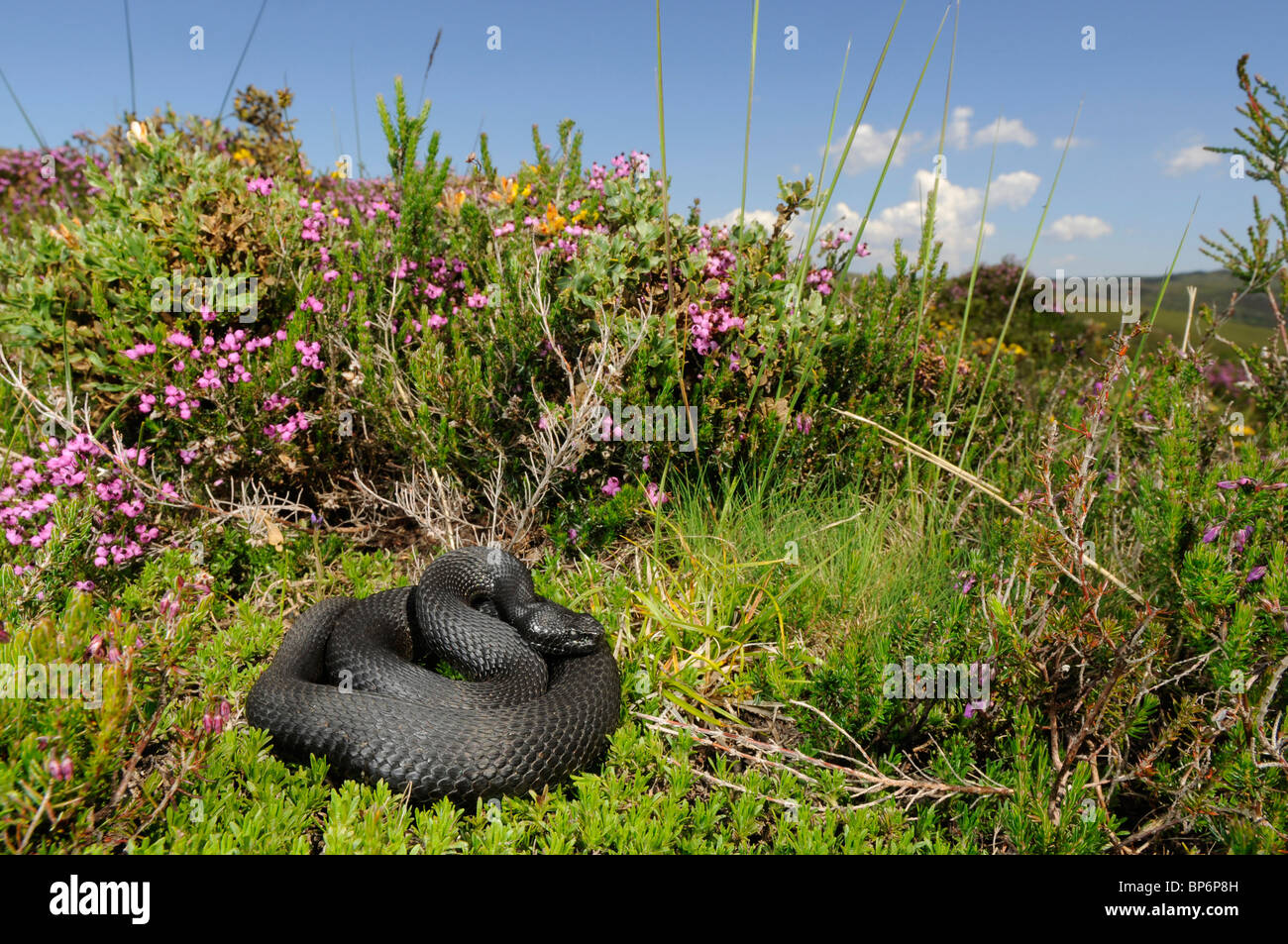 Iberian adder, Pyrenean viper, Portugese viper (Vipera seoanei ...