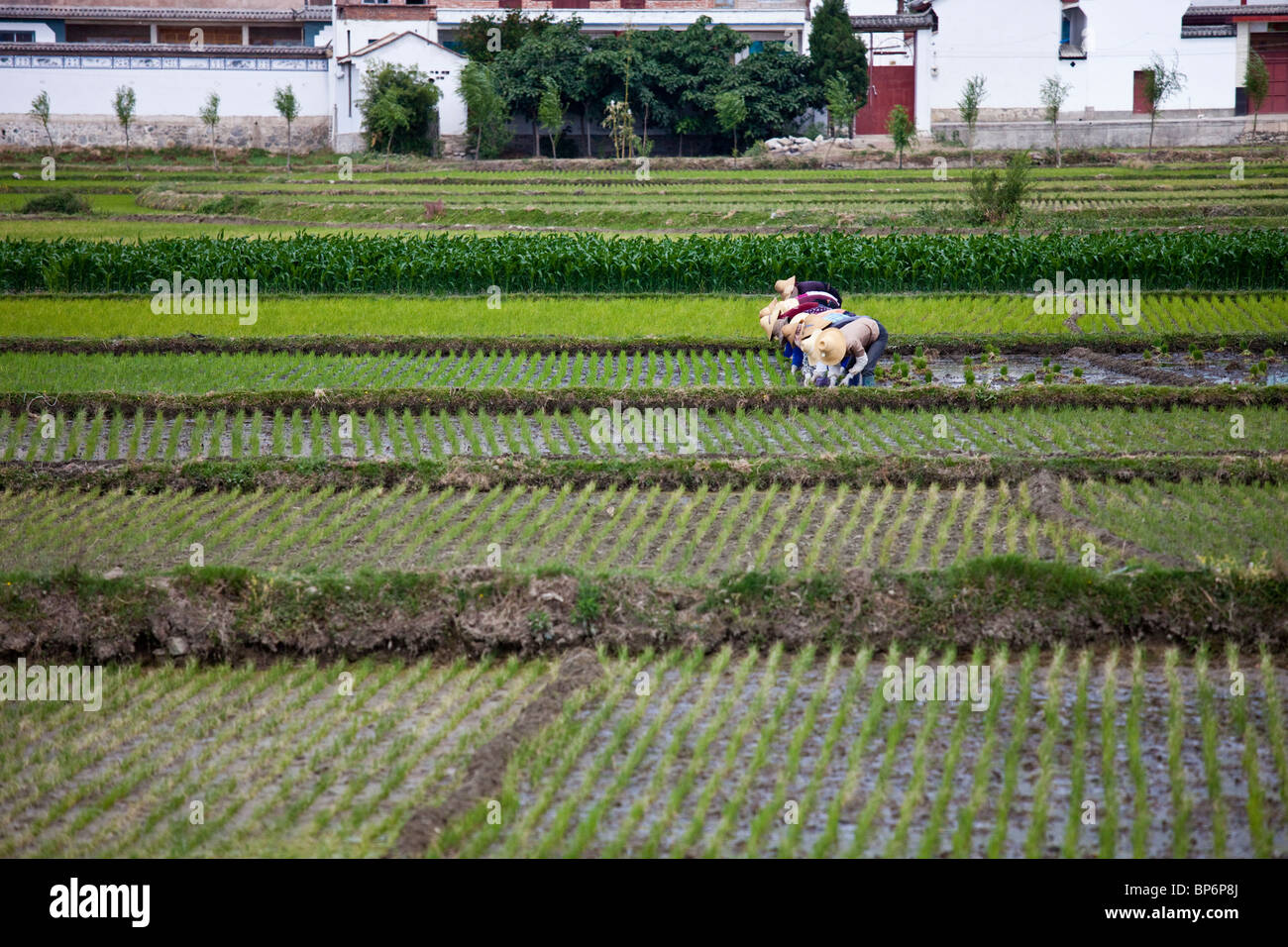 Women planting rice fields in Dali, Yunnan Province, China Stock Photo ...