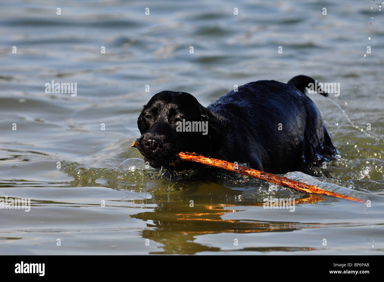 Black Labrador dog fetching stick from lake Stock Photo - Alamy