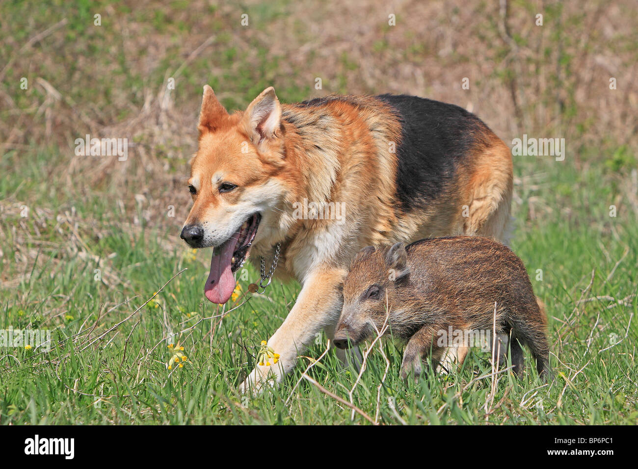 Boar dog hi-res stock photography and images - Alamy