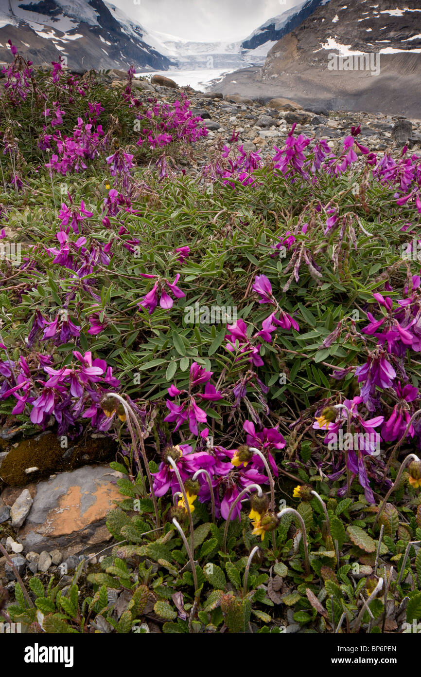 Northern Sweet Vetch, Hedysarum boreale, growing in abundance on ...