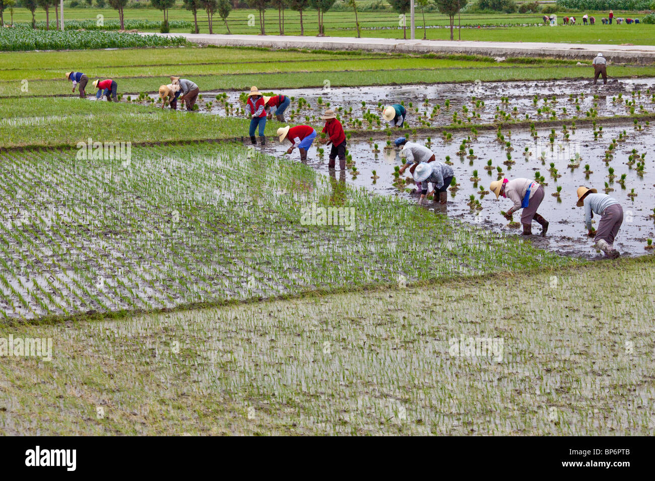 Women planting rice fields in Dali, Yunnan Province, China Stock Photo ...