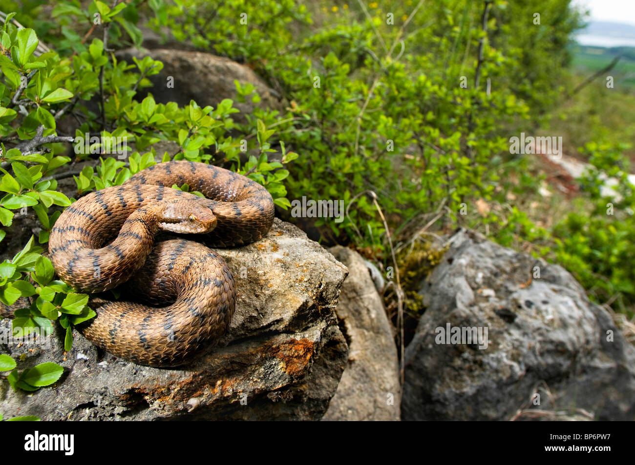 asp viper, aspic viper (Vipera aspis), lays on a stone, Switzerland ...