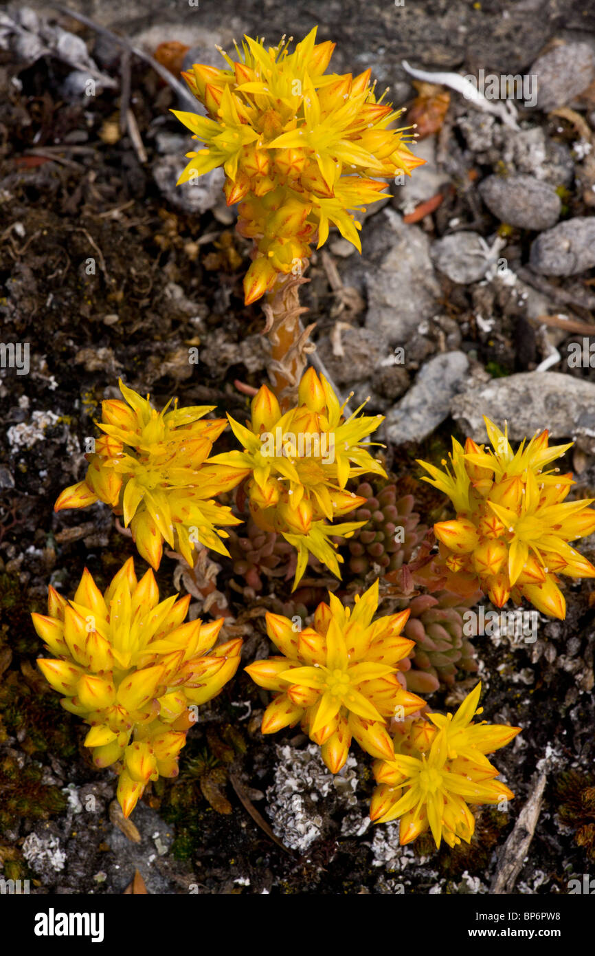 Common lance leaved stonecrop hi-res stock photography and images - Alamy